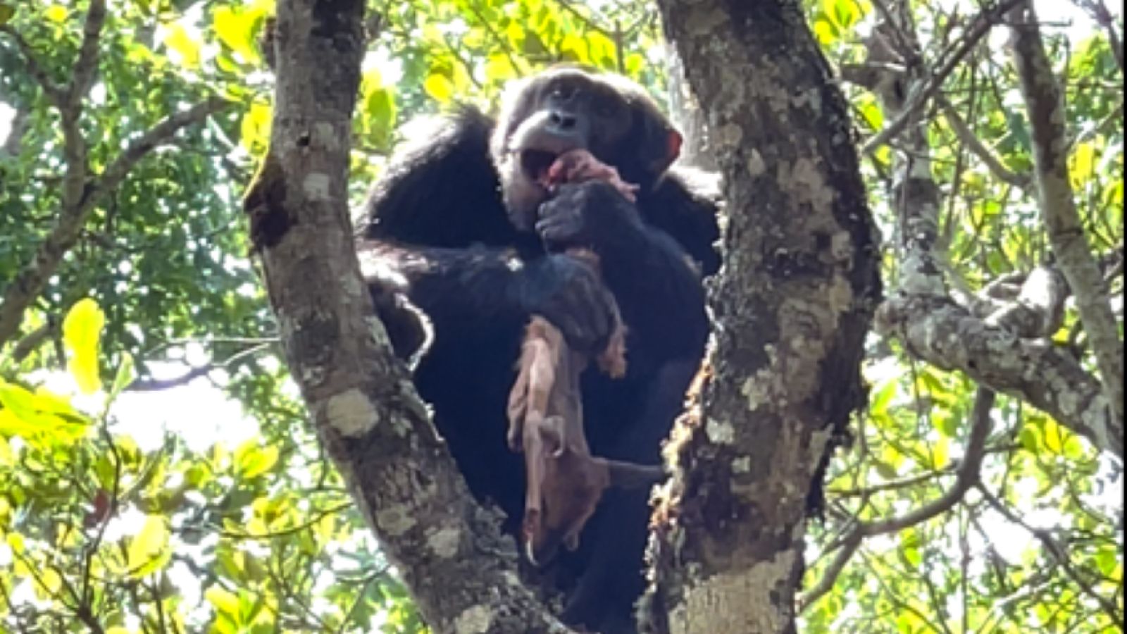 Alpha chimp steals eagle's dinner in 'surreal and exhilarating' forest ...