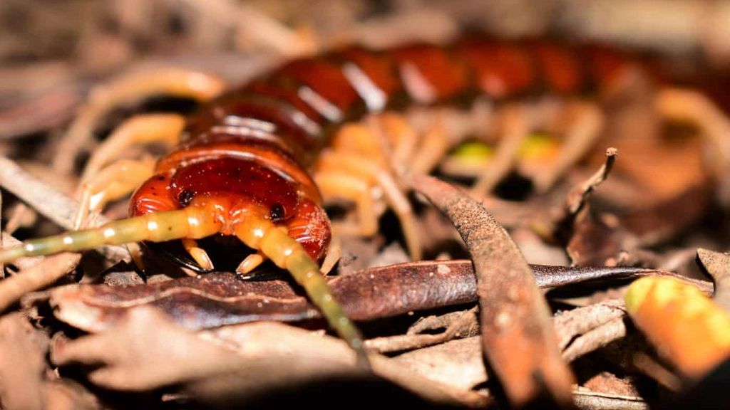 These flesh-eating centipedes hunt and eat baby birds alive. Here's why ...
