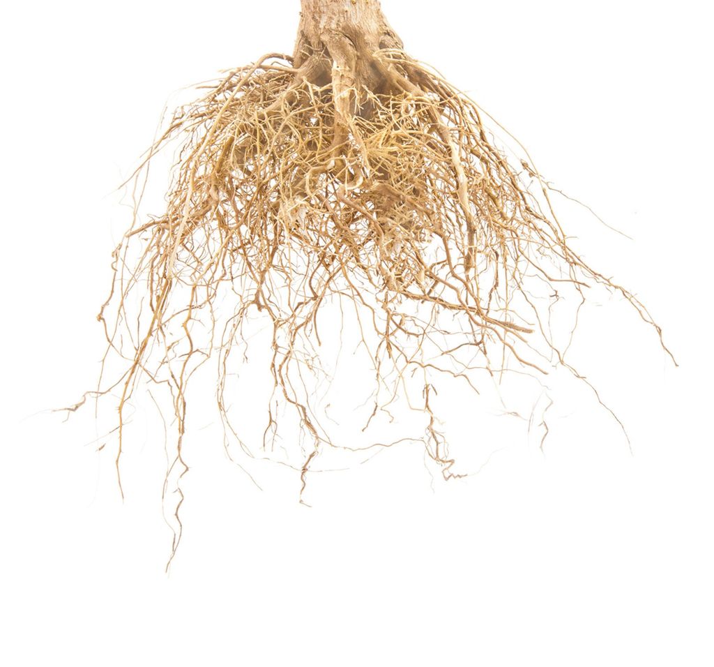 Tree Feeder Root Information – What Do Feeder Roots Do | Gardening Know How