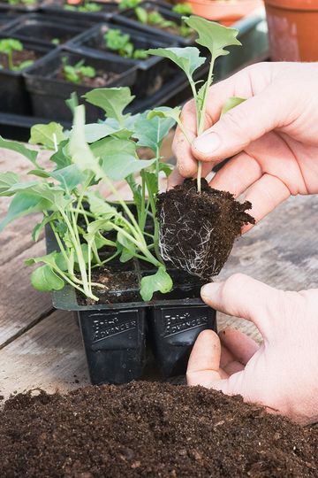 How to transplant seedlings: follow our step-by-step guide | Gardeningetc