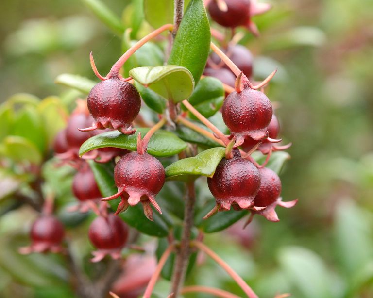 Shrubs with berries: 15 of the best varieties | Gardeningetc