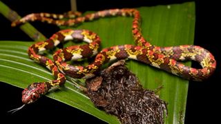 'Leonardo DiCaprio' snake with bright orange eyes discovered in Panama ...
