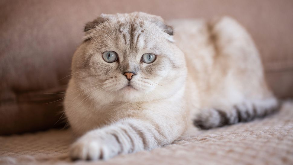 20 independent cat breeds who are happy doing their own thing | PetsRadar