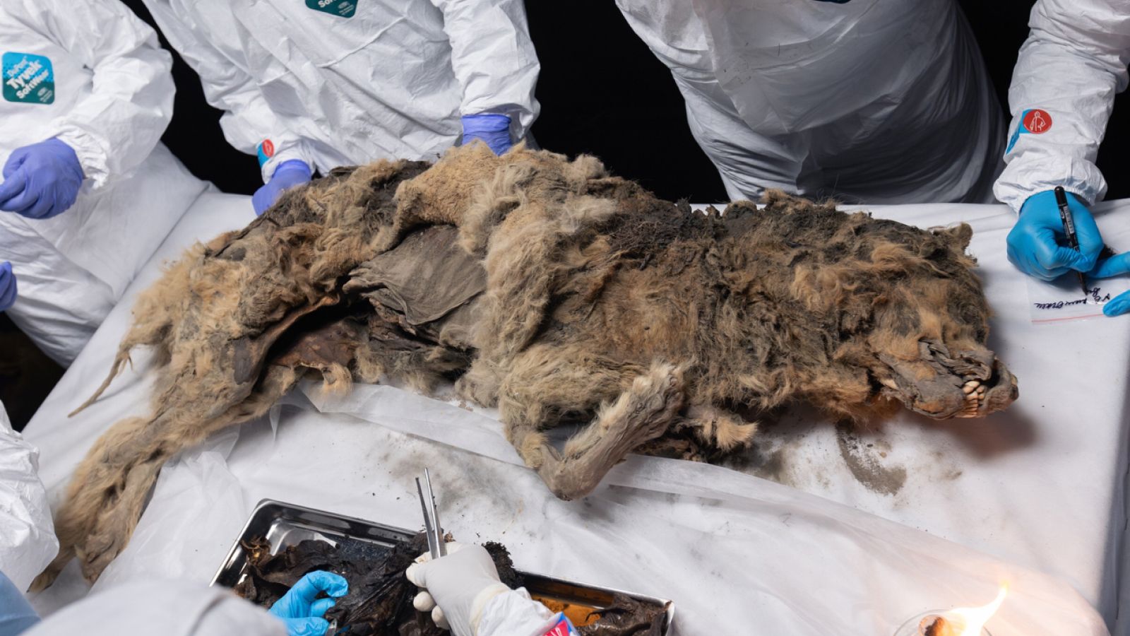 Stunning photos show 44,000-year-old mummified wolf discovered in ...