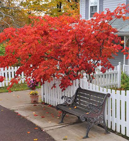 6 best trees that change color with the seasons | Livingetc