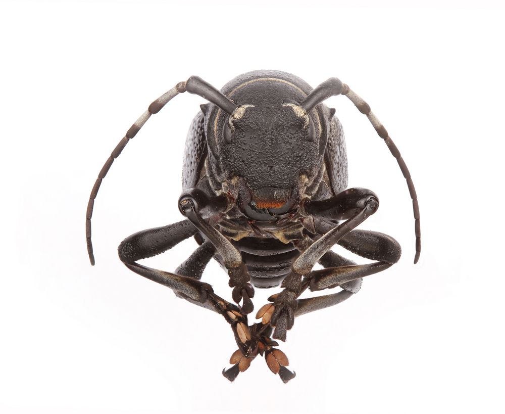 Gallery: 'Insects Unlocked' Collection Shares Free Bug Photos | Live ...