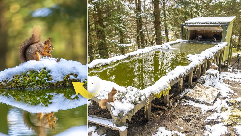 10 pro tips for wildlife pictures: Take amazing red squirrel portraits ...