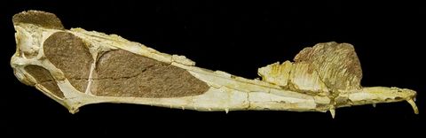 Photos: Ancient pterosaur eggs and fossils uncovered in China | Live ...