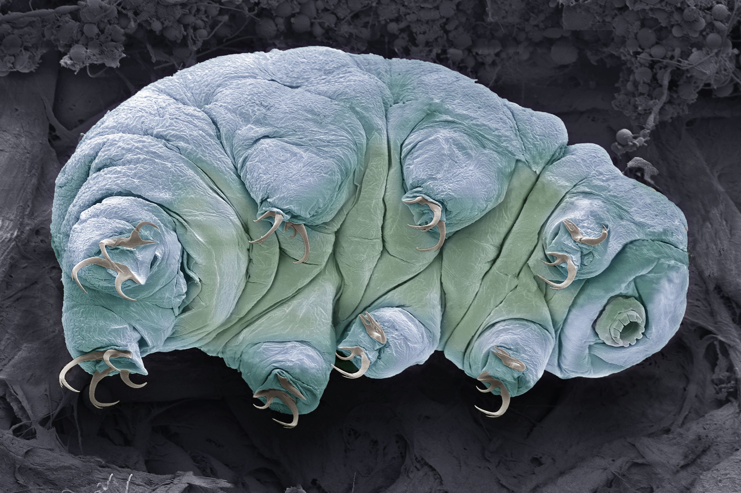 Teeny tardigrades can survive space and lethal radiation. Scientists may finally know how | Space