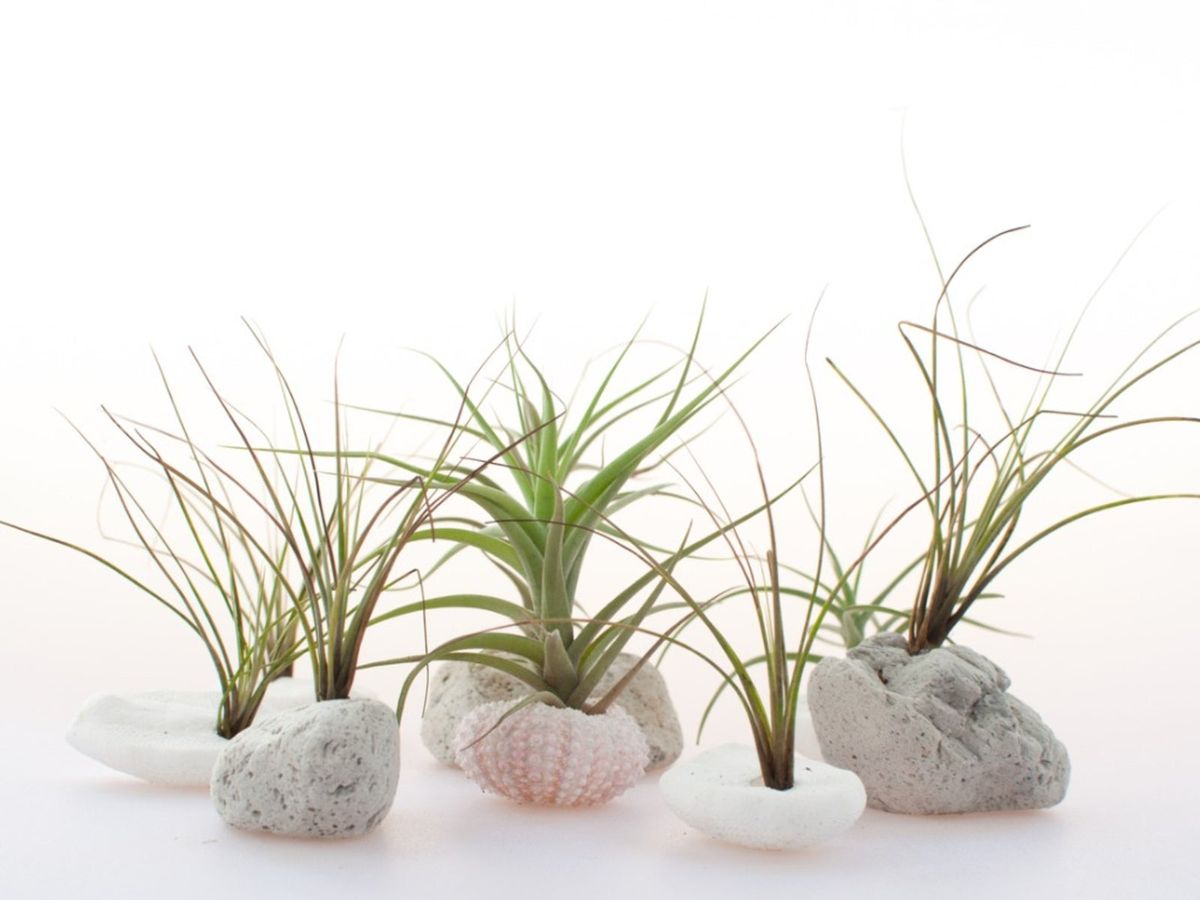 Lava And Feather Rock Planters - Growing Plants In Volcanic Rocks ...