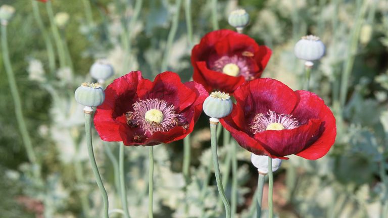 How to grow poppies: top tips on growing and caring for these stunning ...