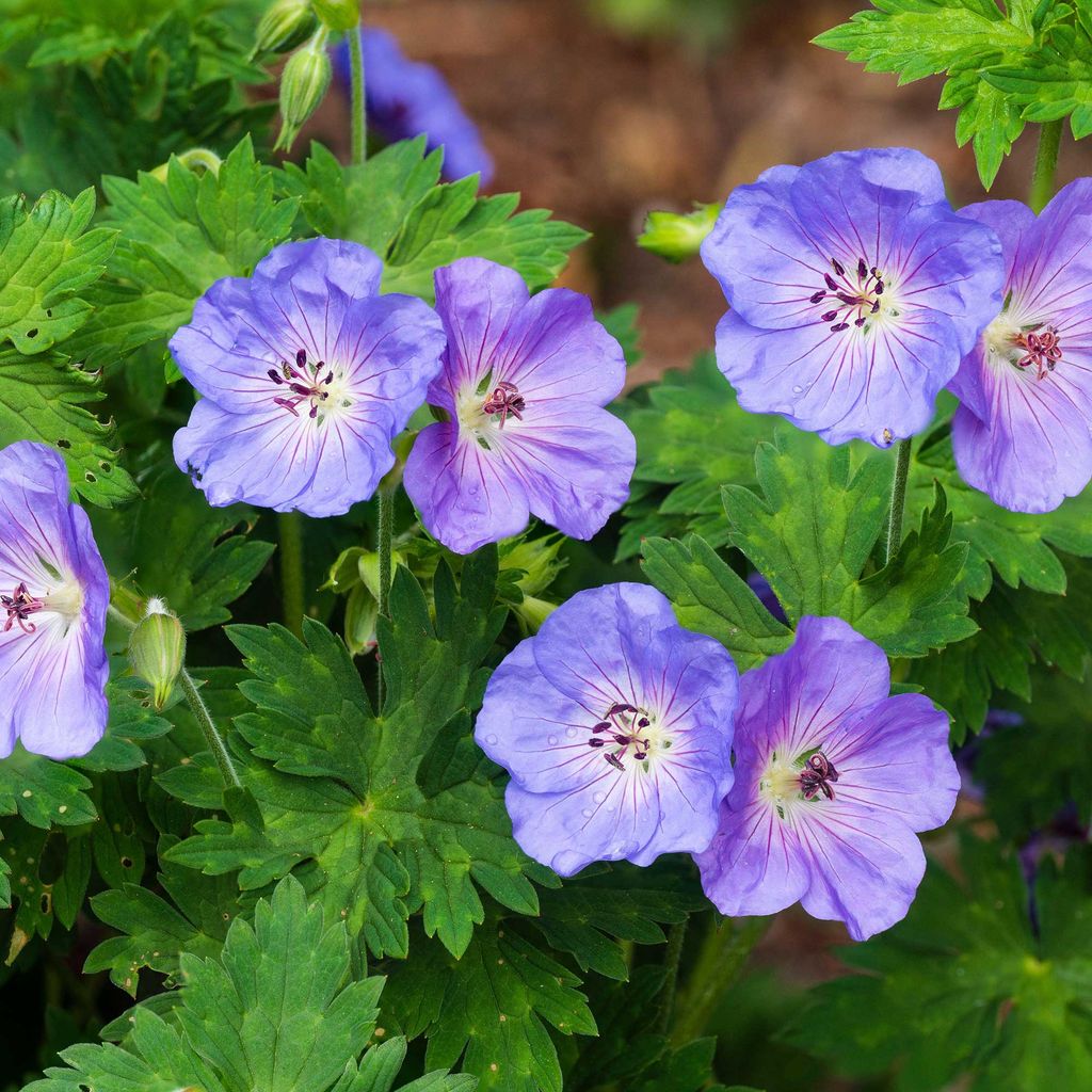 Best perennials: 10 great-value plants for your garden | Homes and Gardens