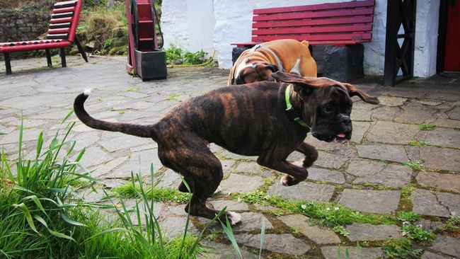 Ten of the hardest dogs to train | PetsRadar
