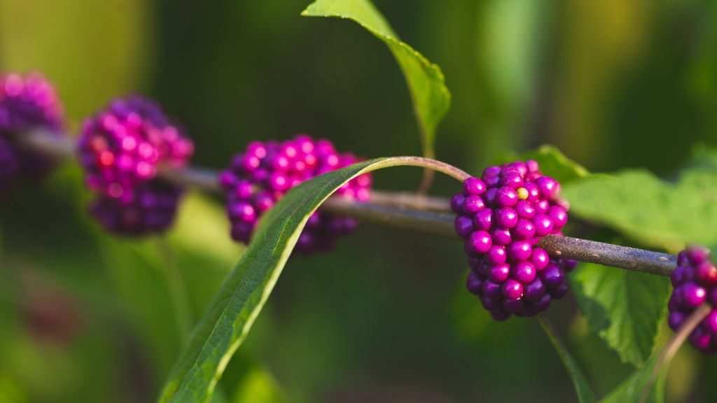 Native plants to propagate in December from cuttings | Homes and Gardens