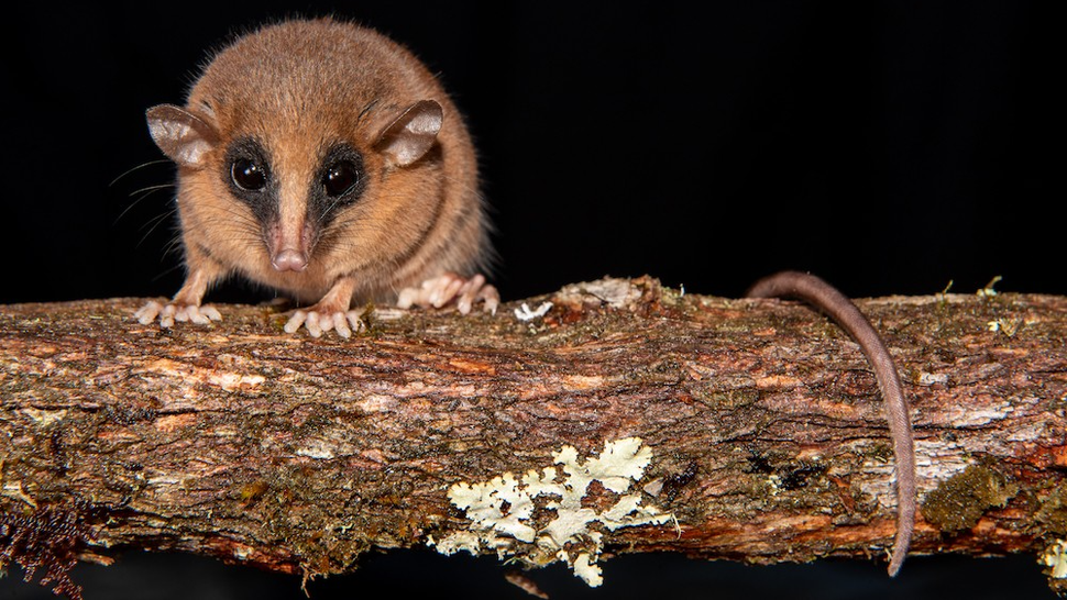 Mystery creature found in 'forbidden cloud forest' of Peru is new ...
