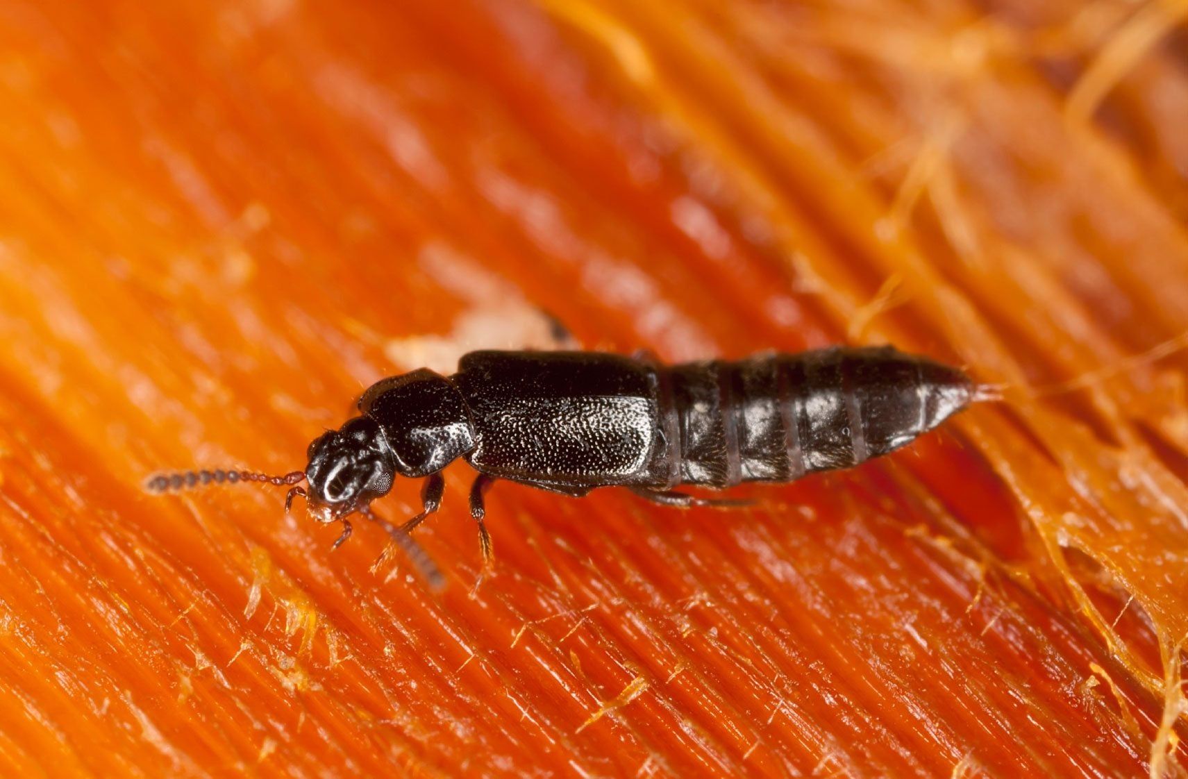 Rove Beetle Facts - What Are Rove Beetles And Are They Friend Or Foe ...
