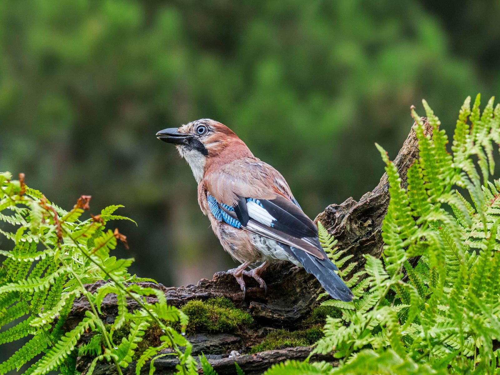 What is a stumpery? - experts explain plus how to create one | Homes ...