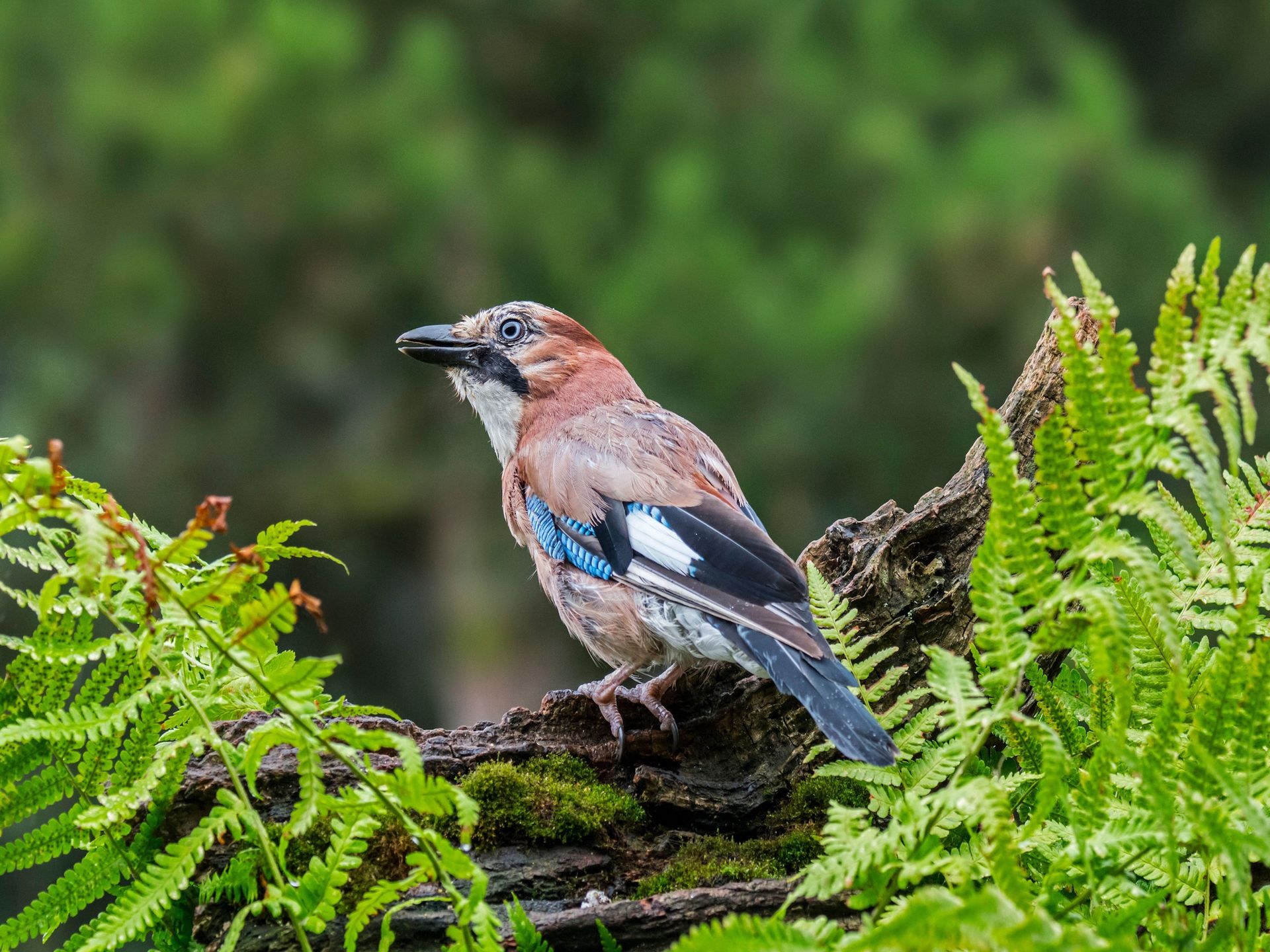 What is a stumpery? - experts explain plus how to create one | Homes ...