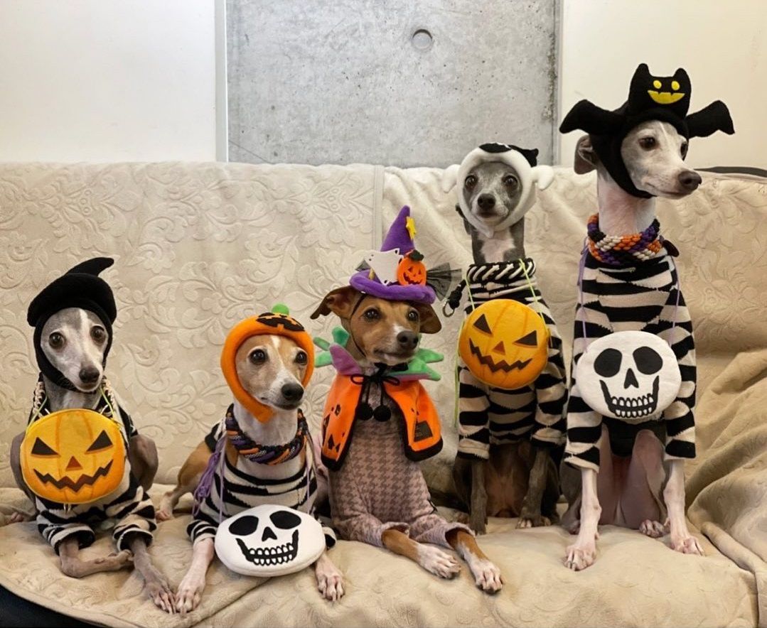 21 pet photography ideas to inspire you all-year round | PetsRadar