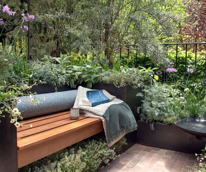 How to grow clove trees in pots: for a mosquito-free patio | Homes and ...