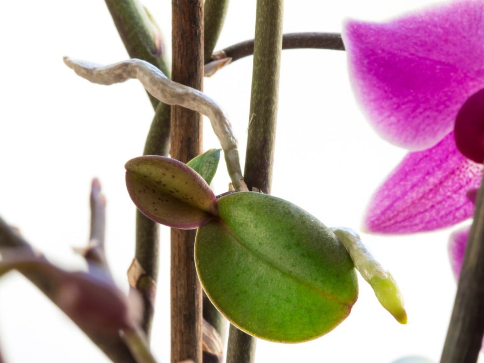 Orchid Keikis: Orchid Propagation From Keikis | Gardening Know How