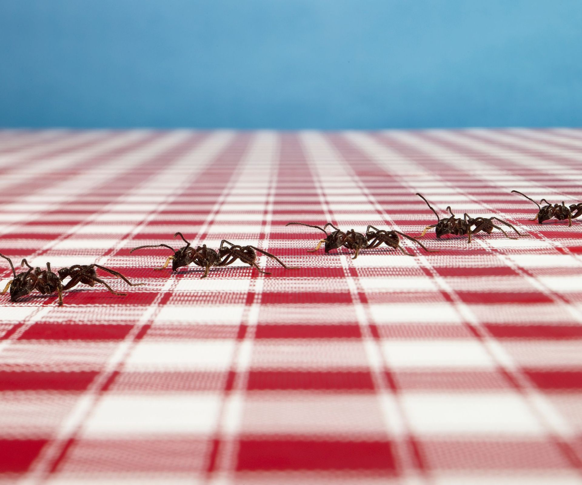 How to eliminate ants in your kitchen for good | Homes and Gardens