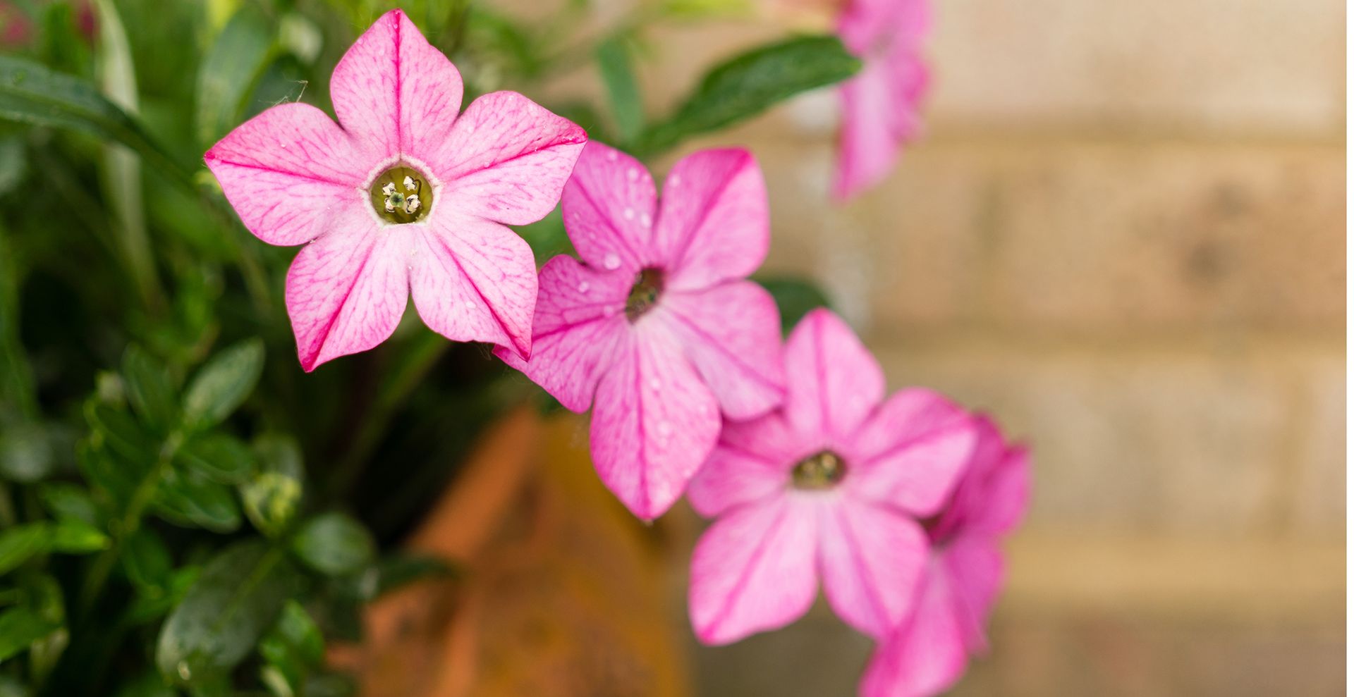 7 of the best fragrant garden plants to scent outdoor spaces | Woman & Home