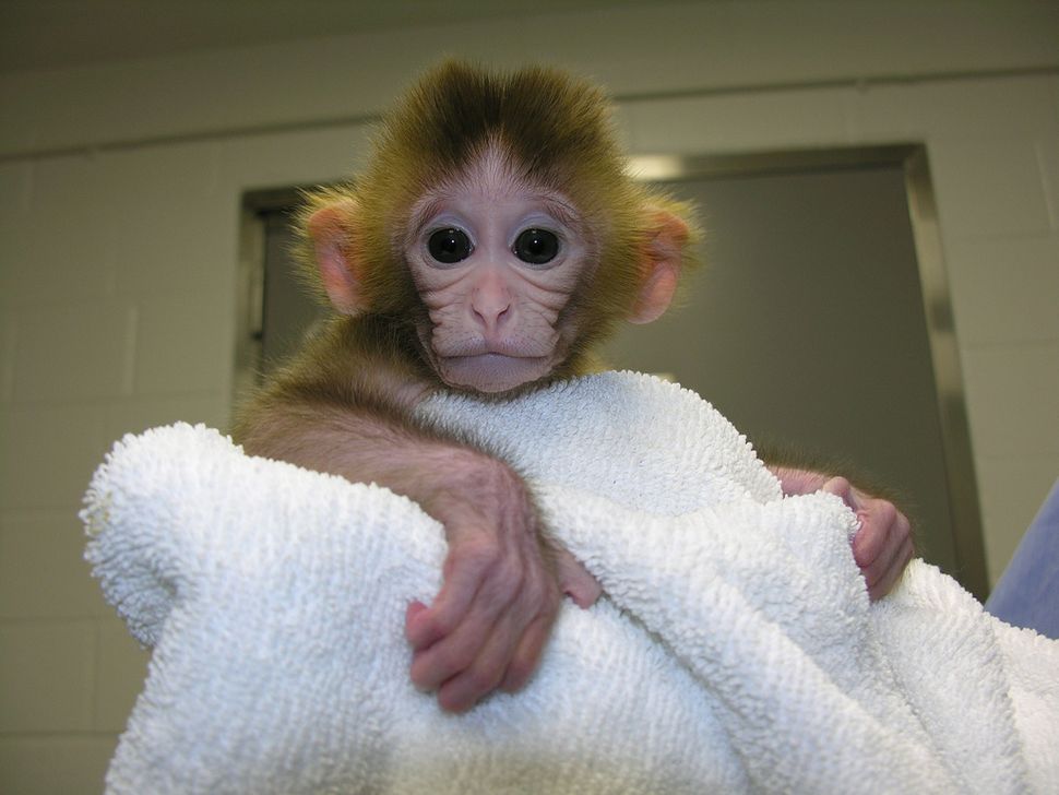 Precious Primates: Images of Chimeric Monkeys | Live Science