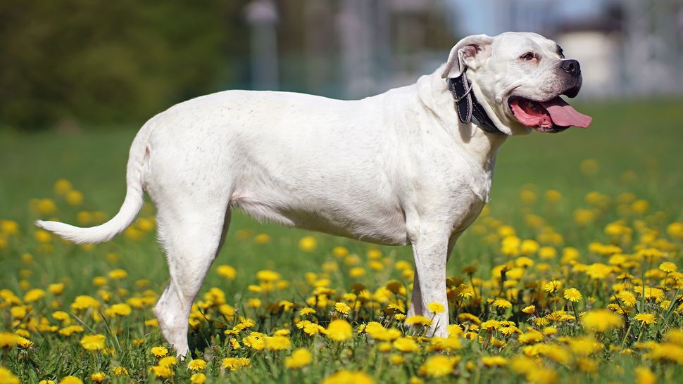 Dogo Argentino: Breed profile and information | PetsRadar