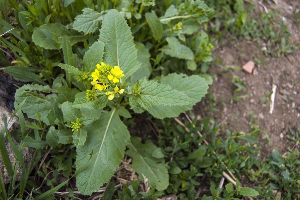Getting Rid Of Wild Mustard: Learn How To Kill Wild Mustard In The ...