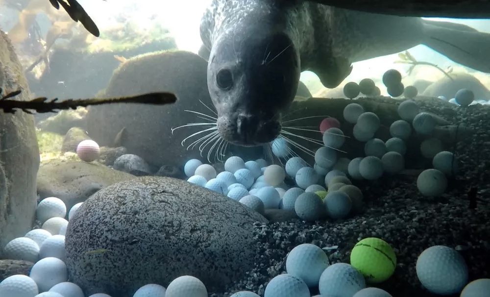 Teen Diver Finds Huge Cache of Plastic Pollution — Thousands of Golf ...