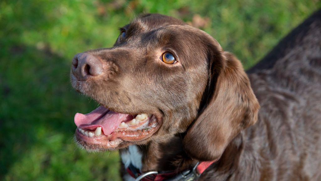 Trainer shares the secret to training your dog (and it's super ...