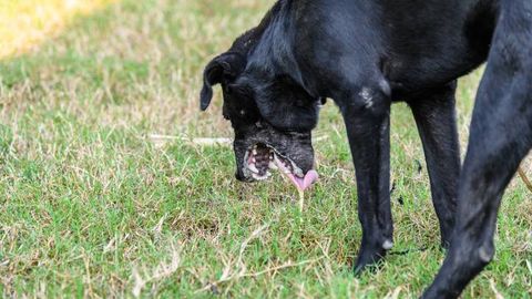 Upset Stomach in Dogs: Symptoms, Causes and Treatments | PetsRadar