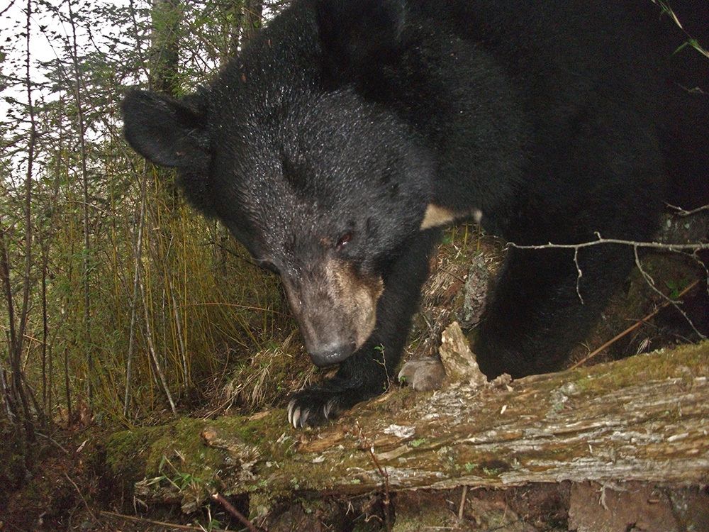 Gallery: China's Rare Creatures Caught on Camera | Live Science