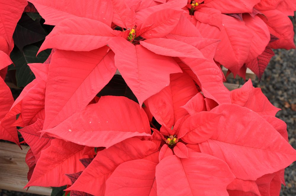 Poinsettia: Flower of the Christmas Season | Live Science