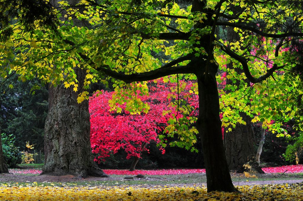 The one website about trees and shrubs that everyone needs to know ...