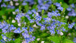 Gardening in US hardiness zone 7 explained | Homes and Gardens