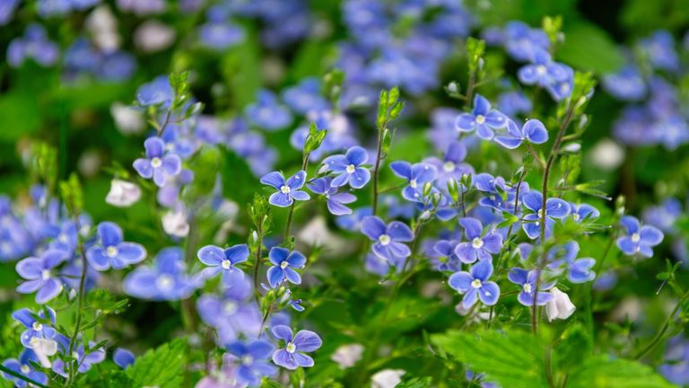 Best spring-flowering shrubs: 12 beautiful choices | Homes and Gardens