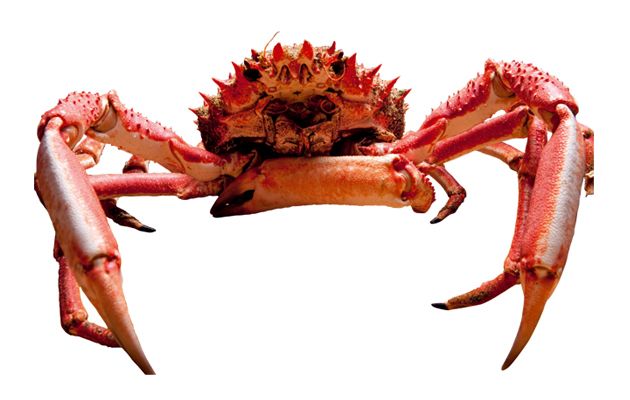How to enjoy spider crab | Country Life