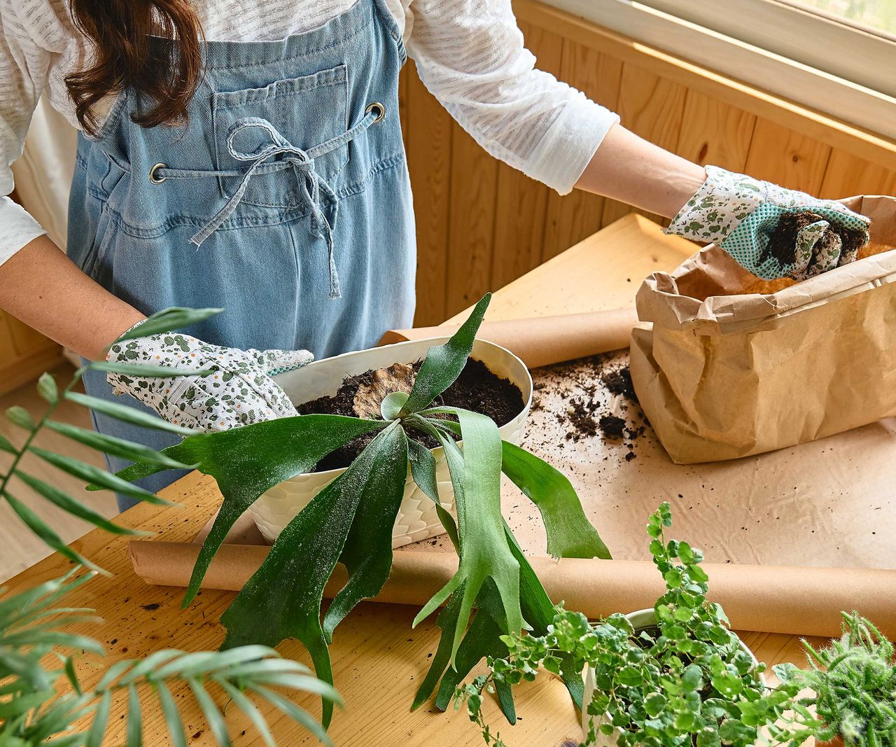What is the best potting soil for indoor plants? | Homes and Gardens