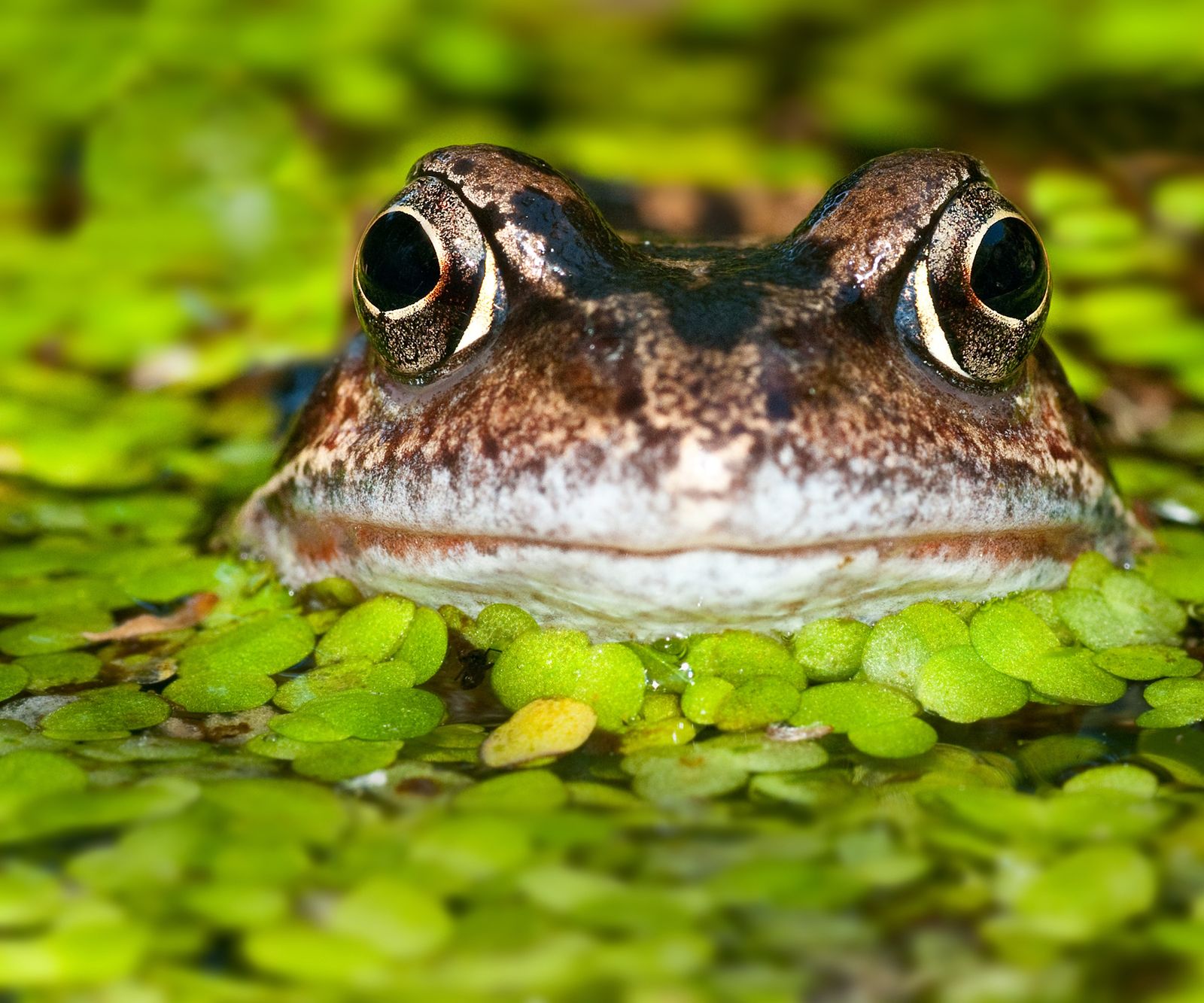 how to attract frogs to your yard: 3 expert tips | Homes and Gardens