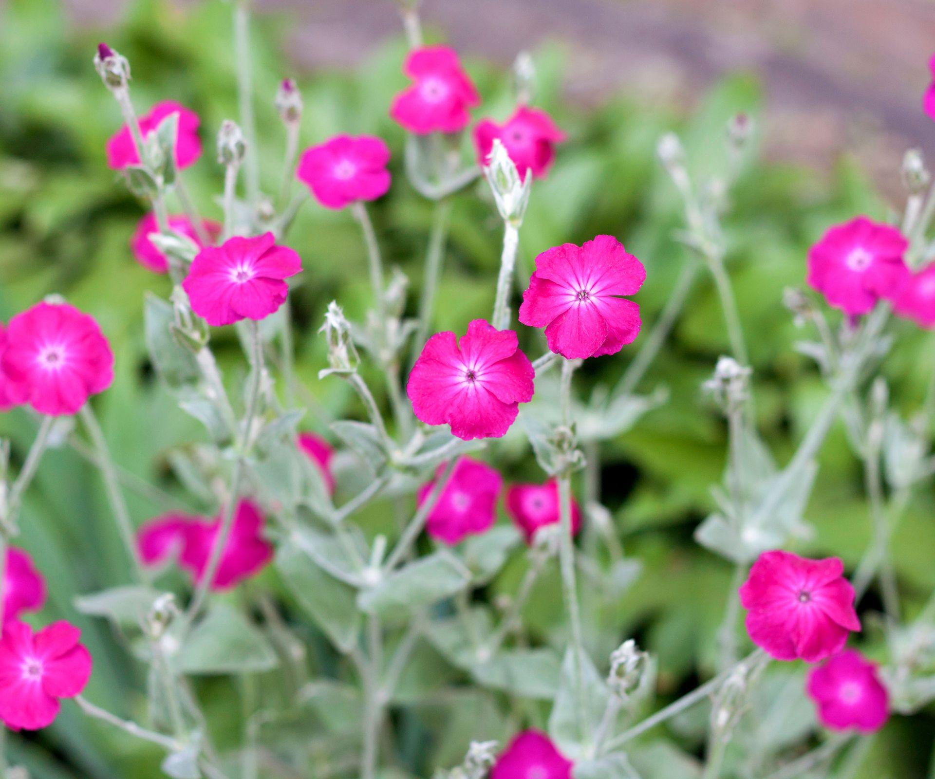 Grow These 5 Fuzzy Leaf Plant Options For Sensory Gardens | Gardening ...