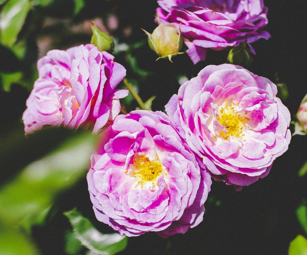 Best roses for small spaces: 5 flowers for pots and tiny yards | Homes ...