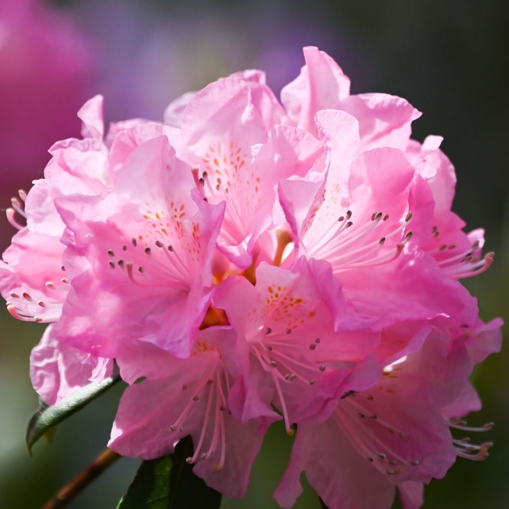 Should you deadhead rhododendrons? Experts weigh in | Ideal Home
