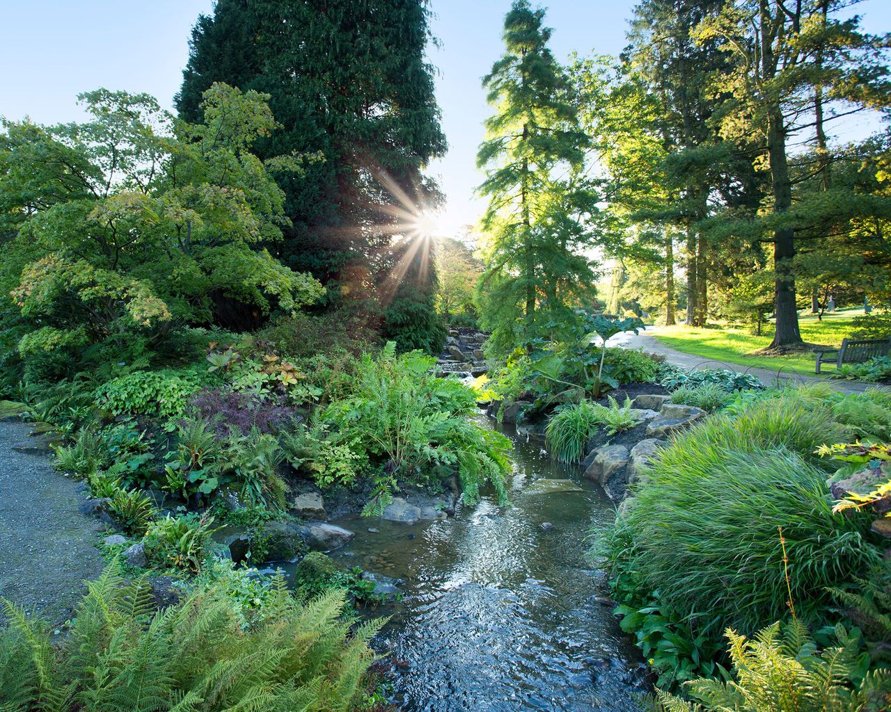 Bog gardens: expert advice on how and where to create one | Gardeningetc