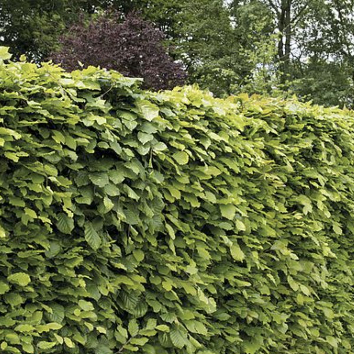 5 fast growing hedges for creating privacy in no time | Homebuilding