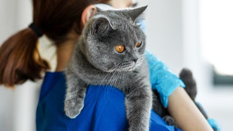 32 facts about British Shorthair cats | PetsRadar