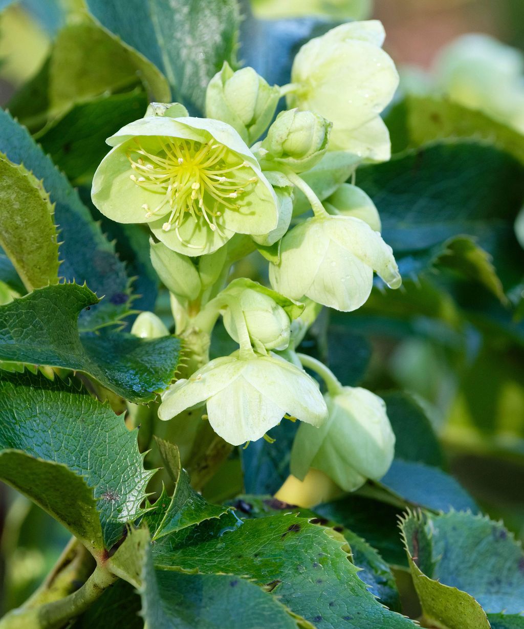 Hellebore varieties: 10 stunning types to grow | Homes and Gardens
