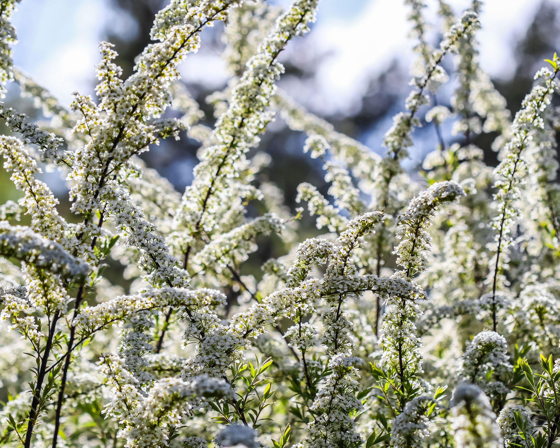 Spiraea growing guide: expert tips for success | Gardeningetc