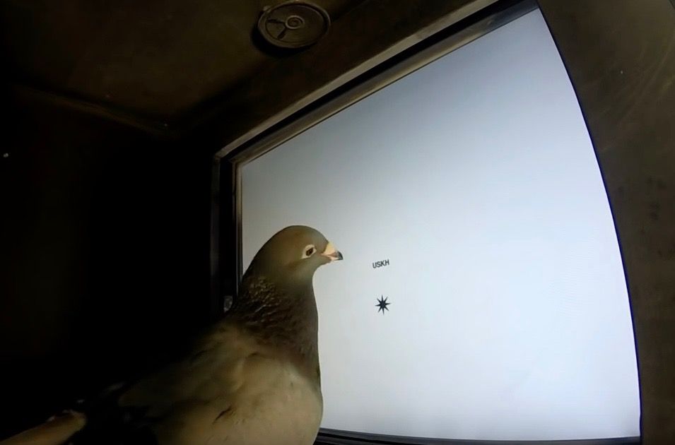 Pigeons Can Read — Sort of, Study Finds | Live Science